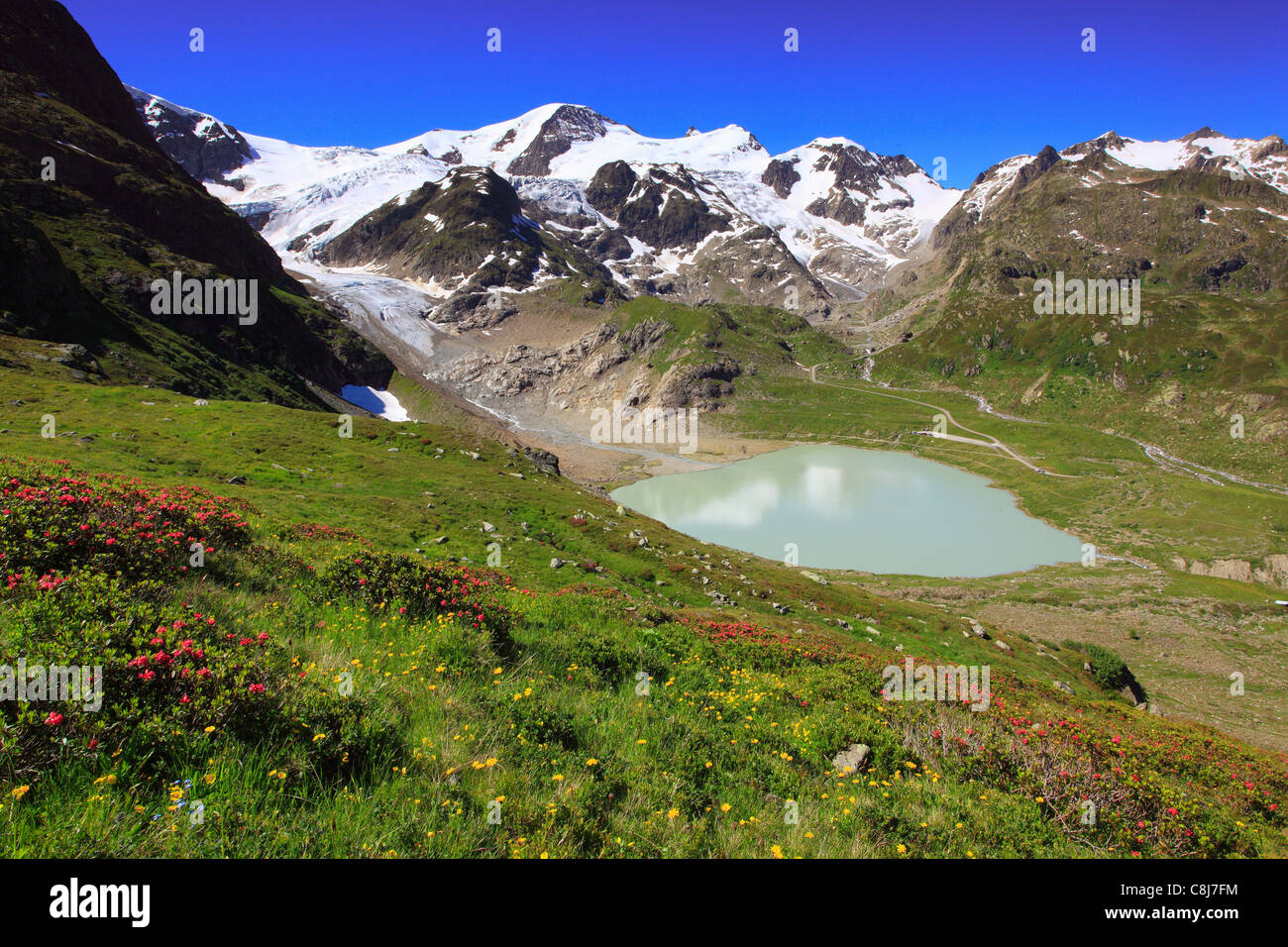 Alp, Alps, Alps, flora, Alps, rose, Alpine flora, Alpine panorama ...