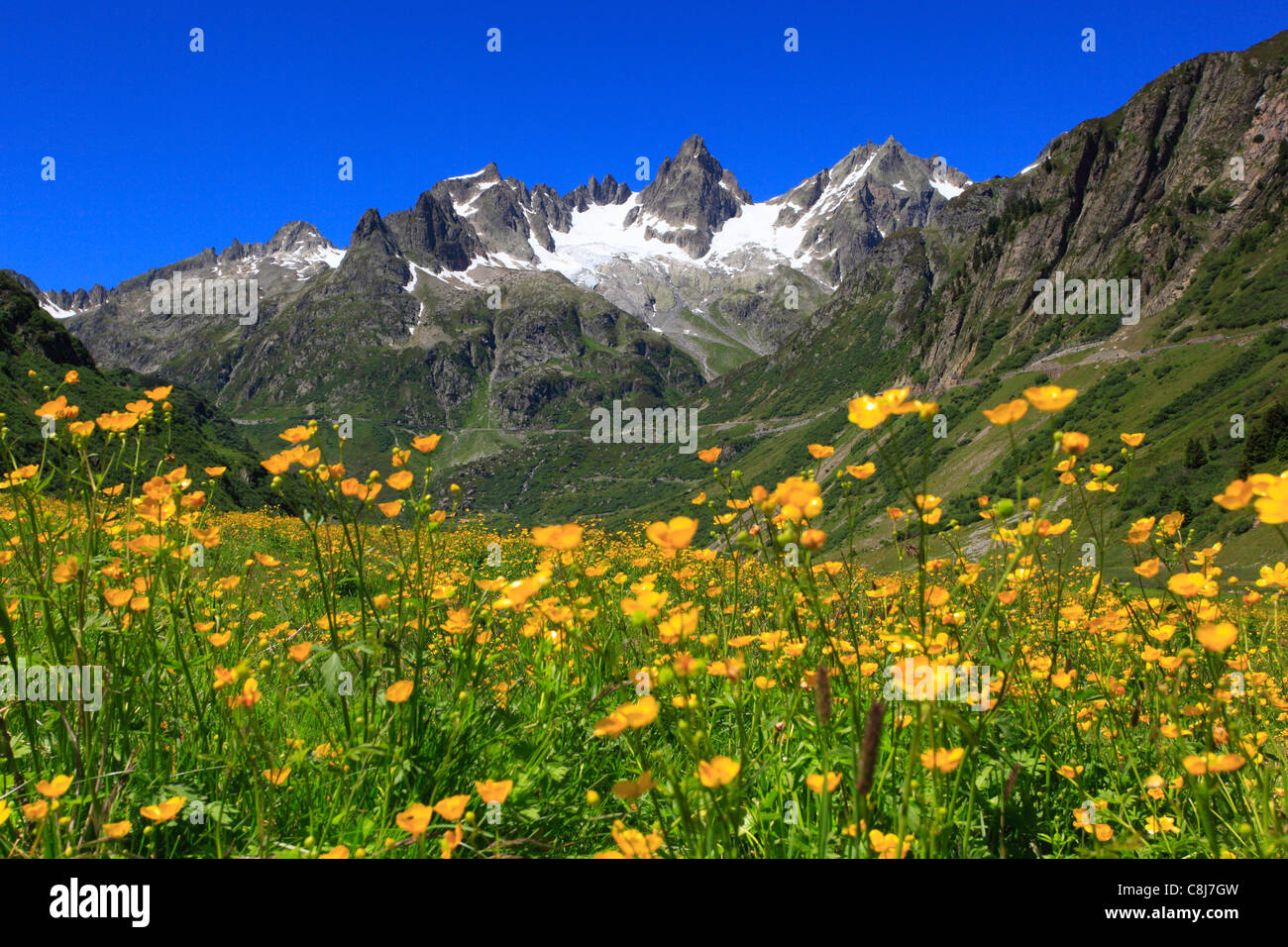 Alps, mountain, mountain panorama, mountains, mountain flora, mountain ...