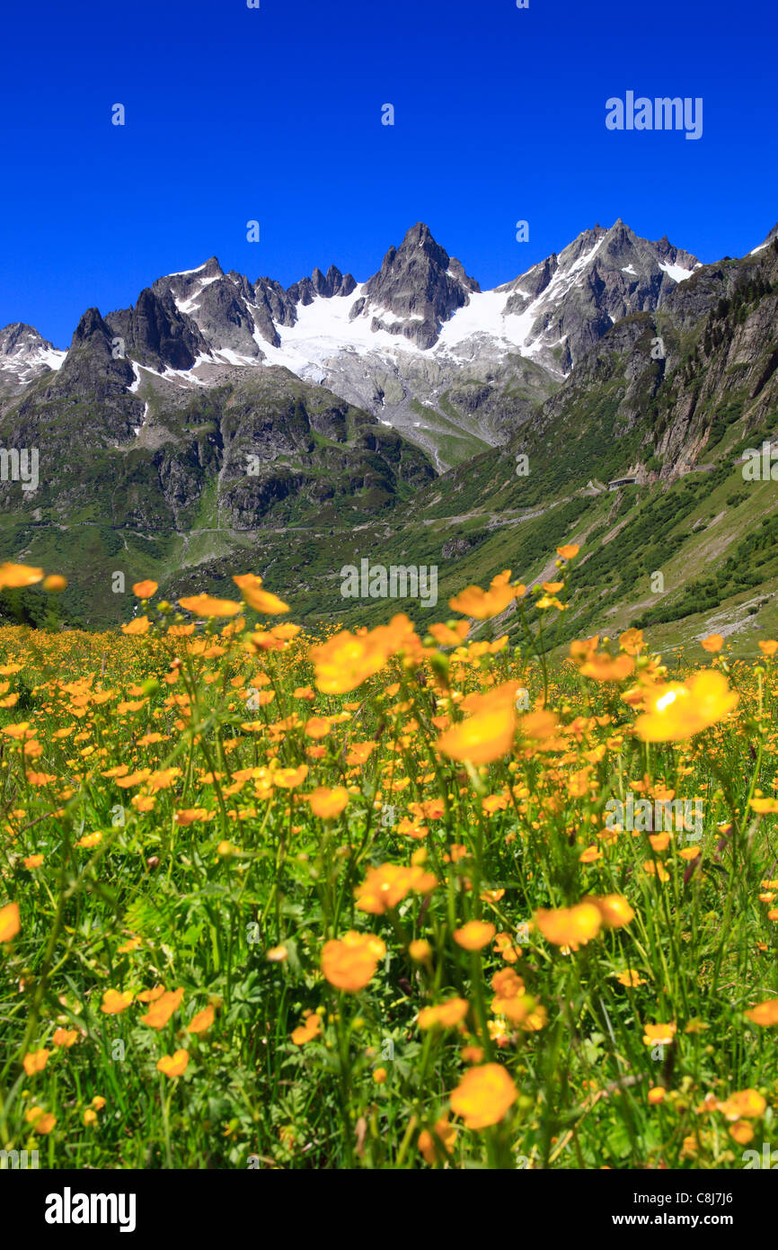 Alps, mountain, mountain panorama, mountains, mountain flora, mountain ...