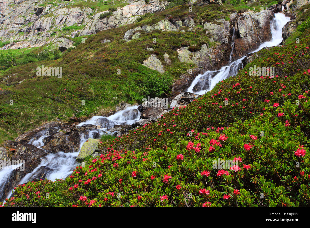 Alps, Alpine flora, Alpine rose, Alpine roses, creek, brook, mountain ...