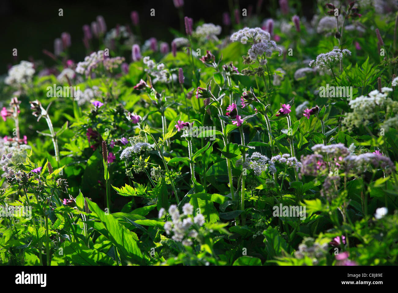 Alps, Alpine flora, alpine lovage, mountain flowers, mountain flora ...