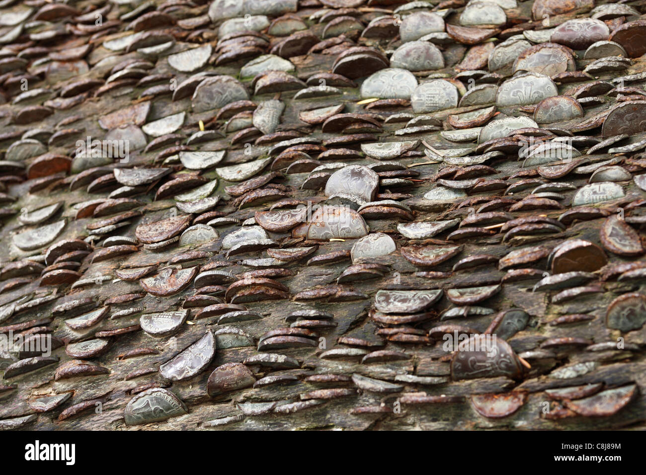 Money tree lucky coins coin trunk bark hi-res stock photography and ...