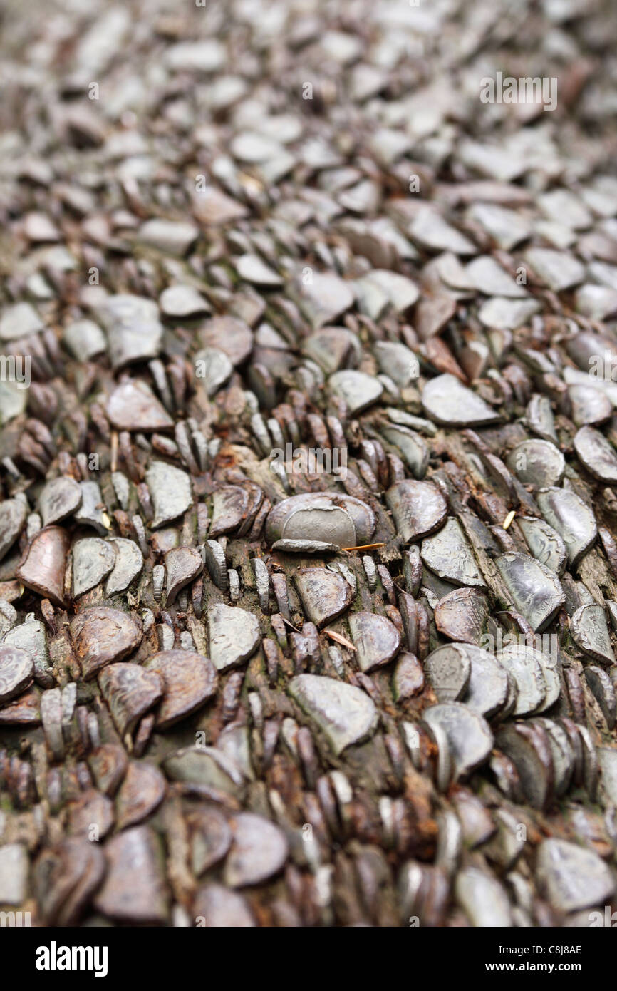 Money tree coins hi-res stock photography and images - Alamy