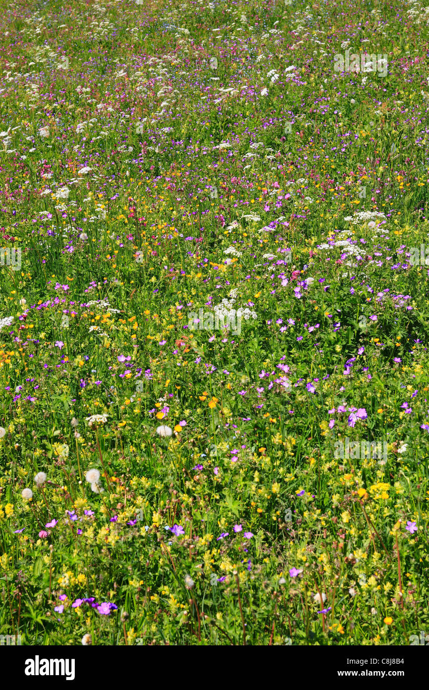 Alp, Alps, Alpine flowers, Alpine flora, Alpine meadow, meadow, flowers ...
