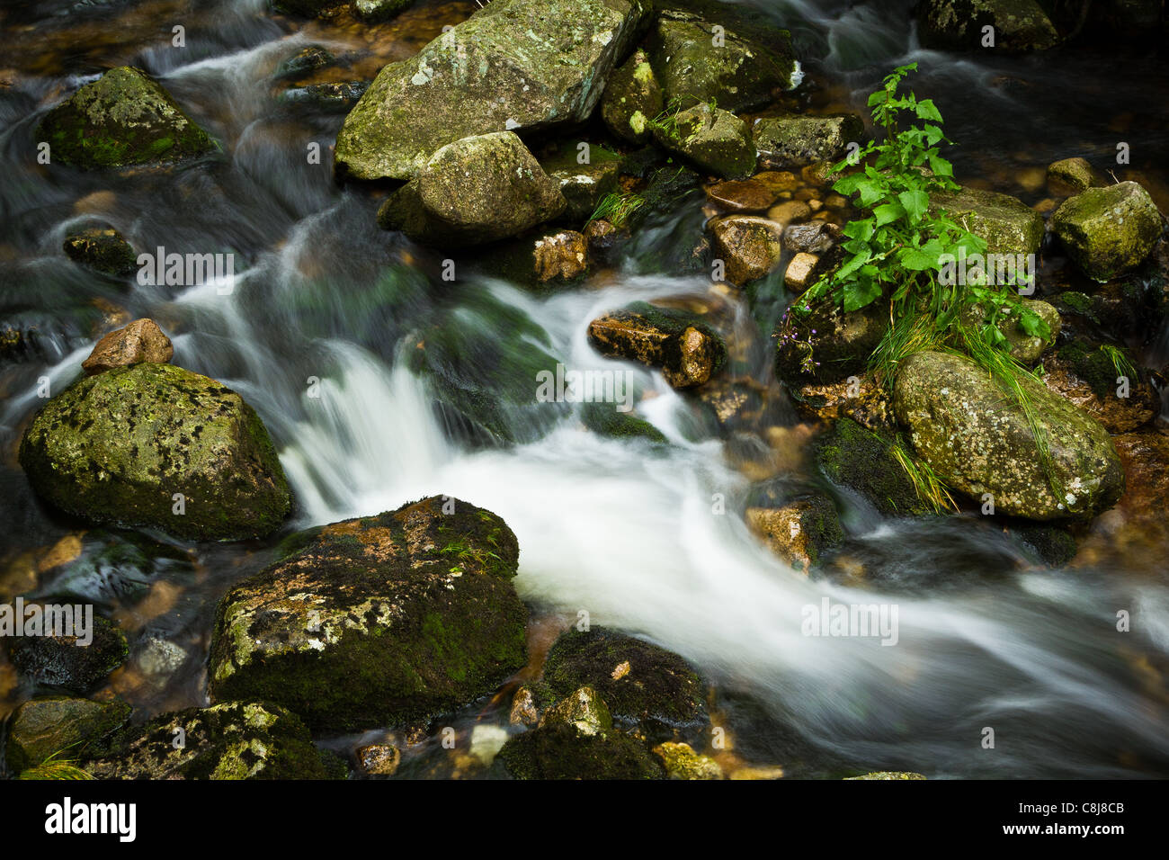 Bryophyta water hi-res stock photography and images - Alamy
