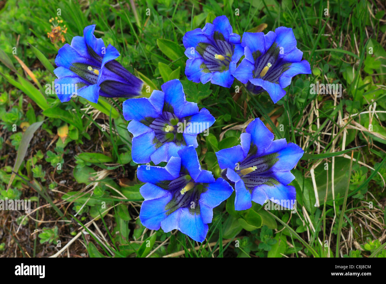 Alpine gentian gentiana alpina blossom hi-res stock photography and ...