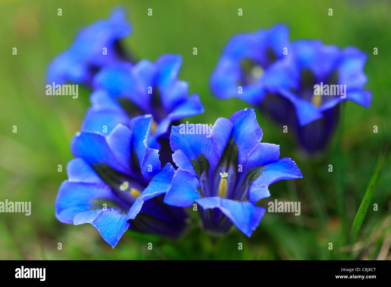 Alps, Alps, gentian, Alpine flower, Alpine flora, mountain, mountain ...