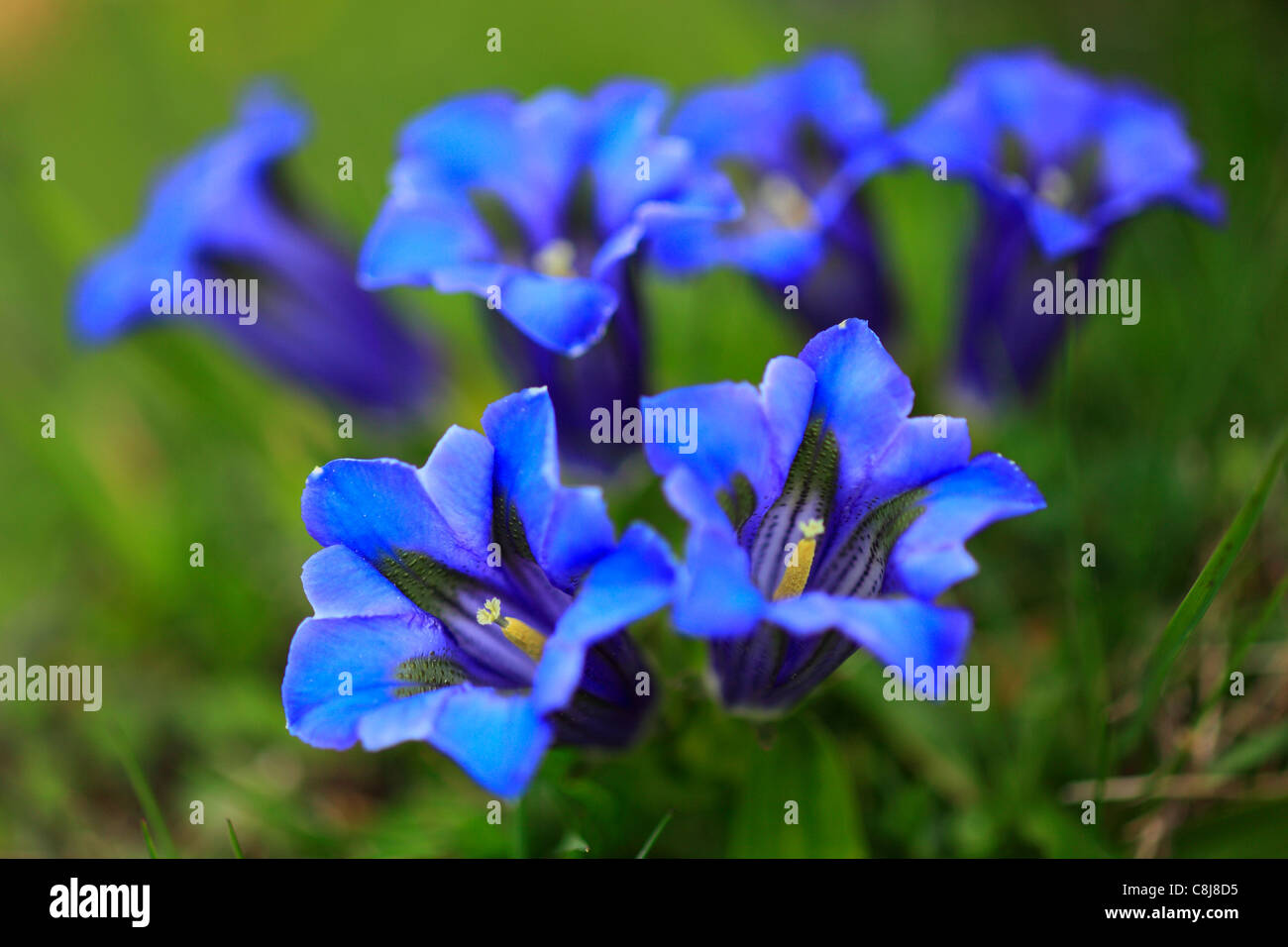 Alps, Alps, gentian, Alpine flower, Alpine flora, mountain, mountain ...