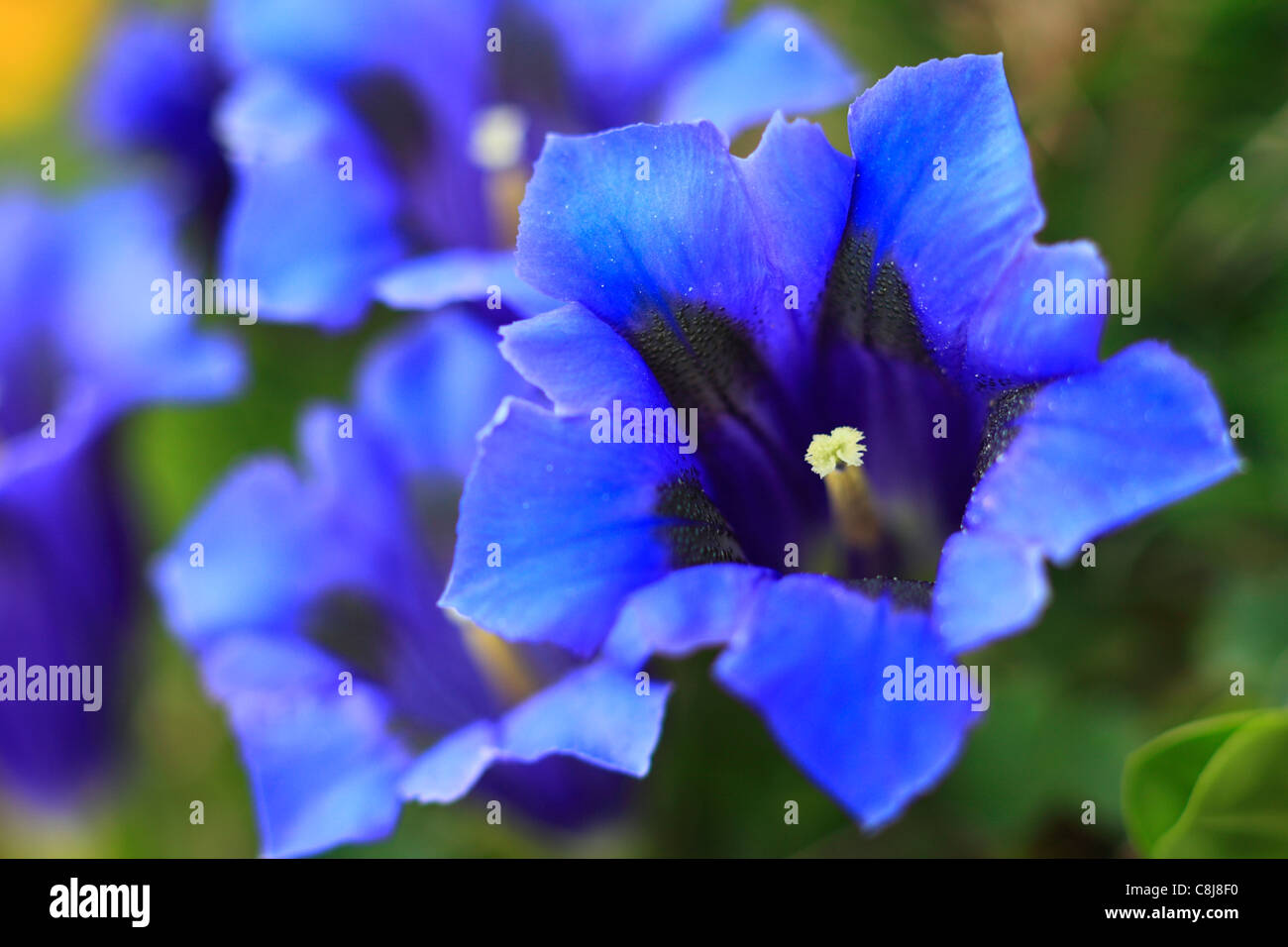 Alps, Alps, gentian, Alpine flower, Alpine flora, mountain, mountain ...