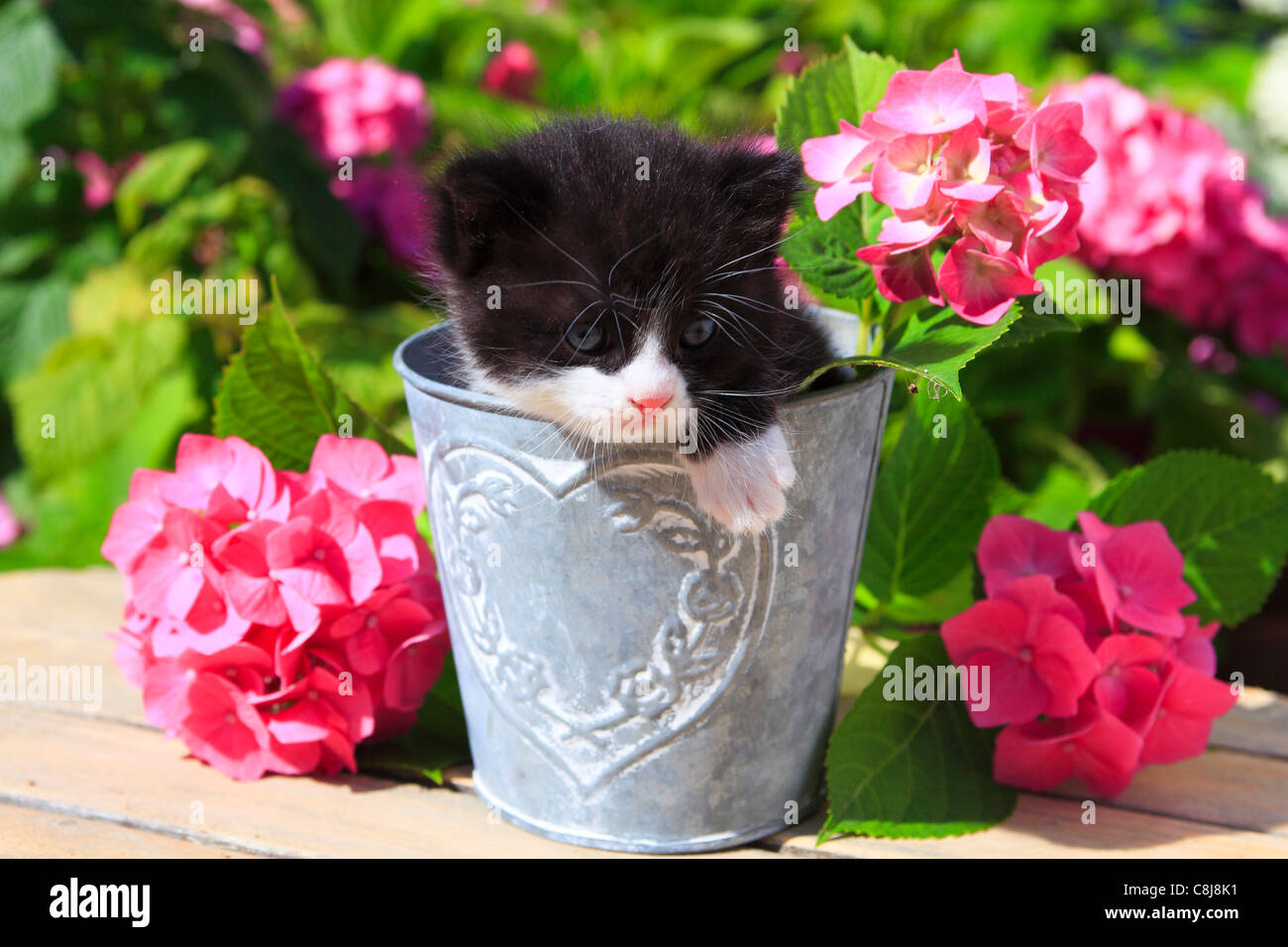 3 weeks, flower, flowers, garden, house, home, Animal, domestic animal ...