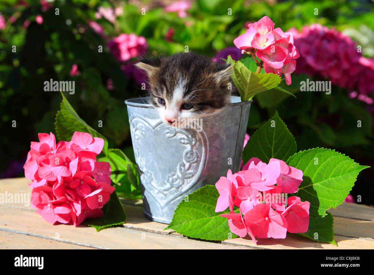 3 weeks, flower, flowers, garden, house, home, Animal, domestic animal ...
