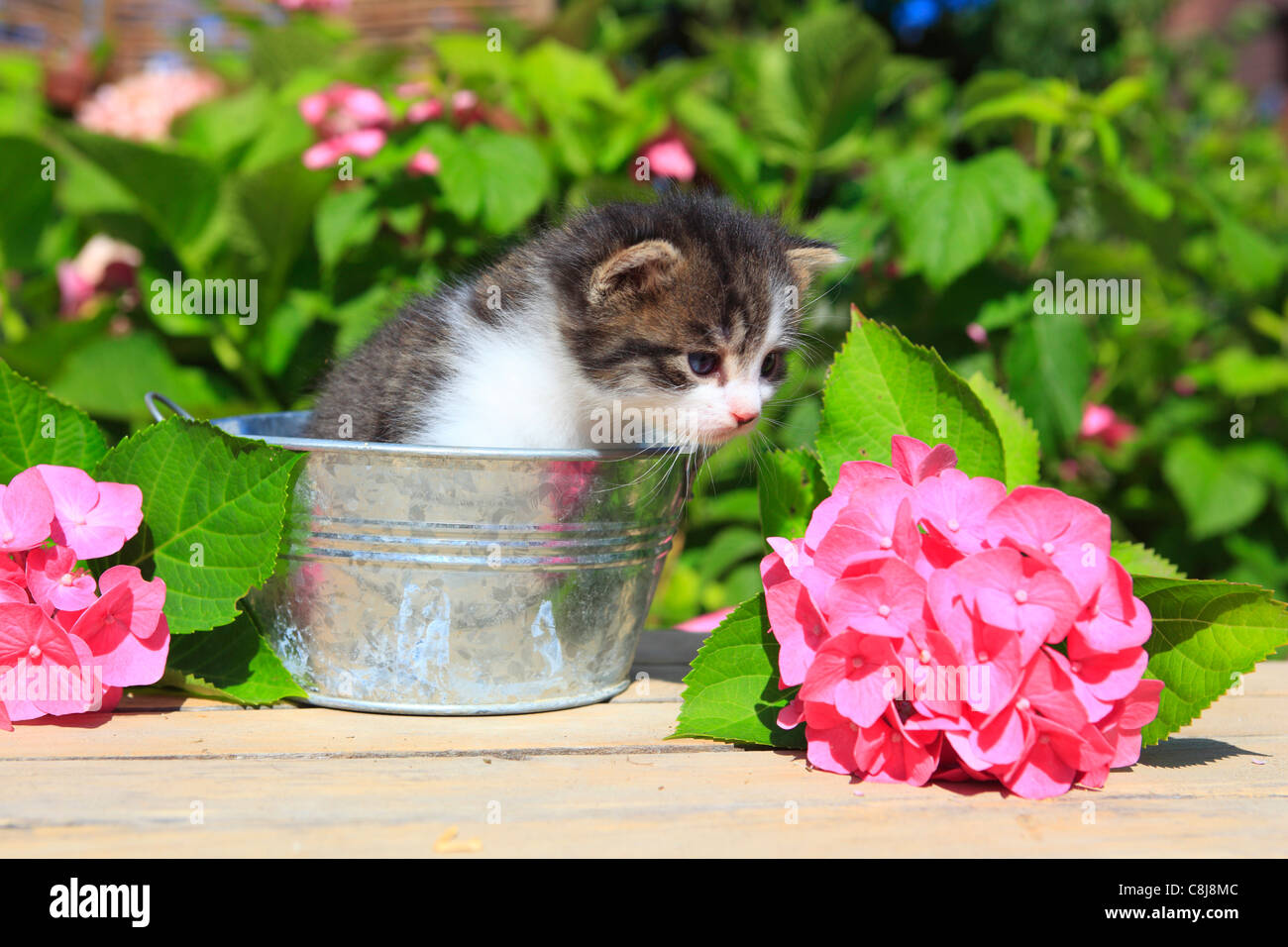 3 weeks, flower, flowers, garden, house, home, Animal, domestic animal ...