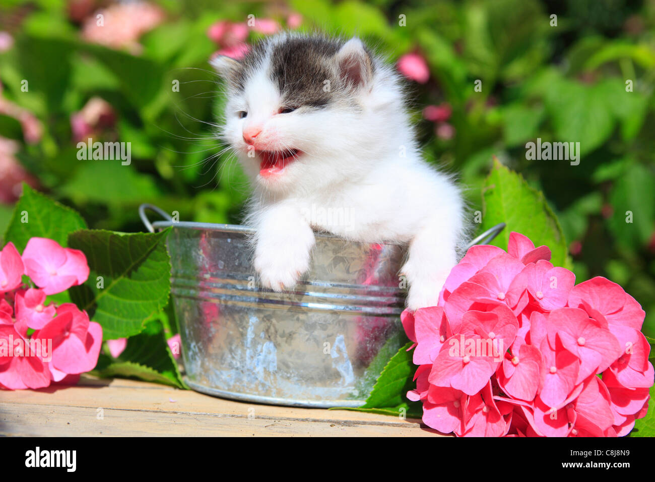 Clumsy Animal High Resolution Stock Photography and Images - Alamy