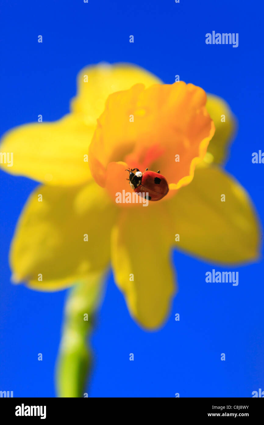 Gold point beetle hi-res stock photography and images - Alamy