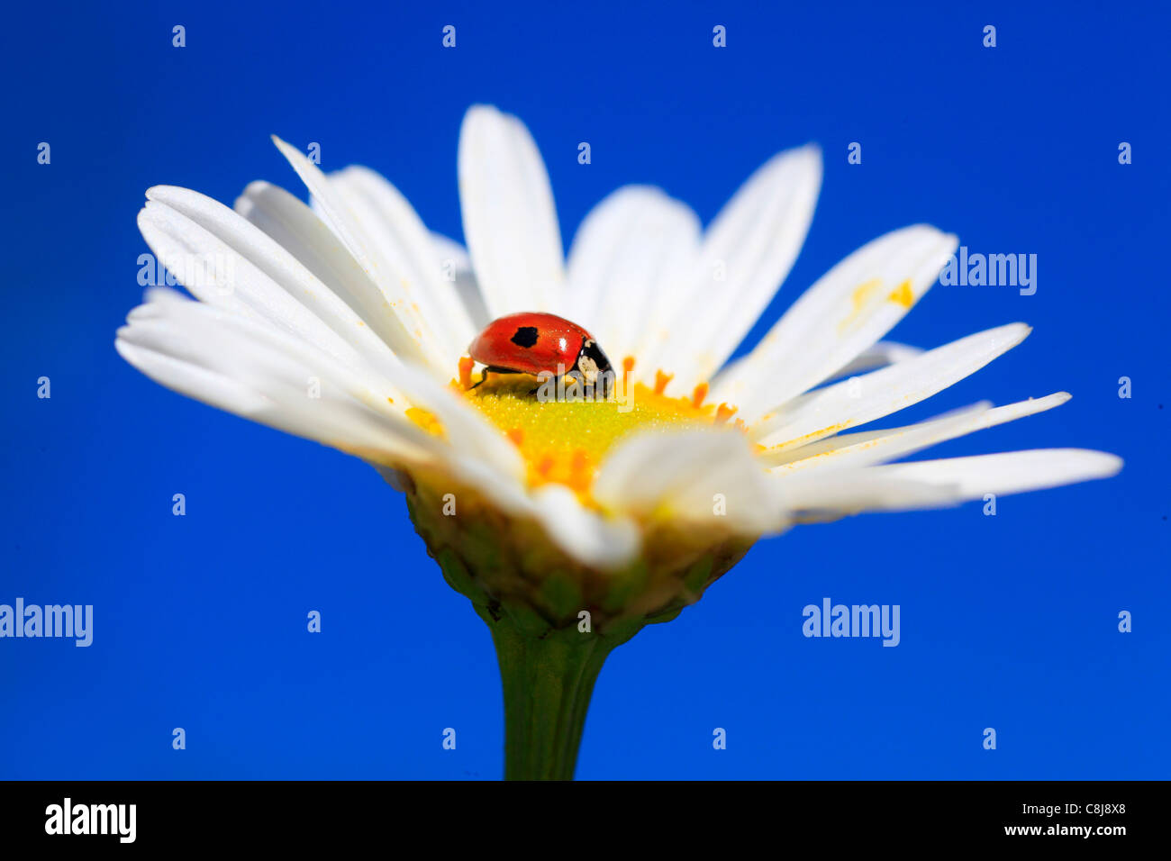 Bipunctata High Resolution Stock Photography and Images - Alamy