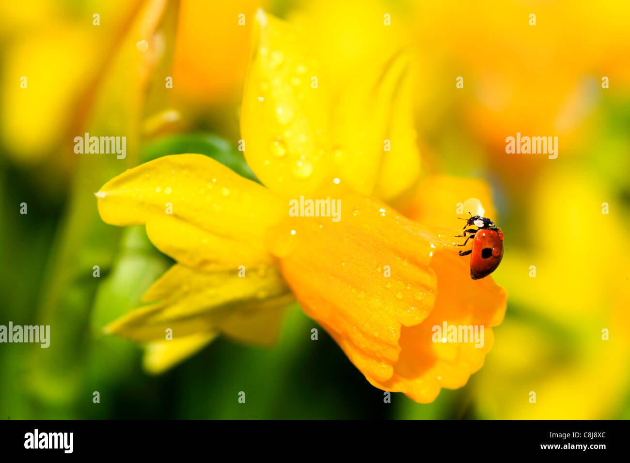 2, Adalia bipunctata, flower, flowers, blossom, flourish, Coccinellidae ...