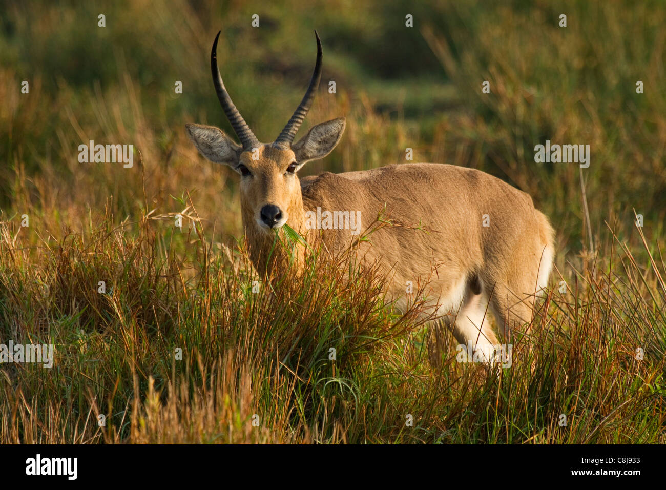 Reedbuck Common