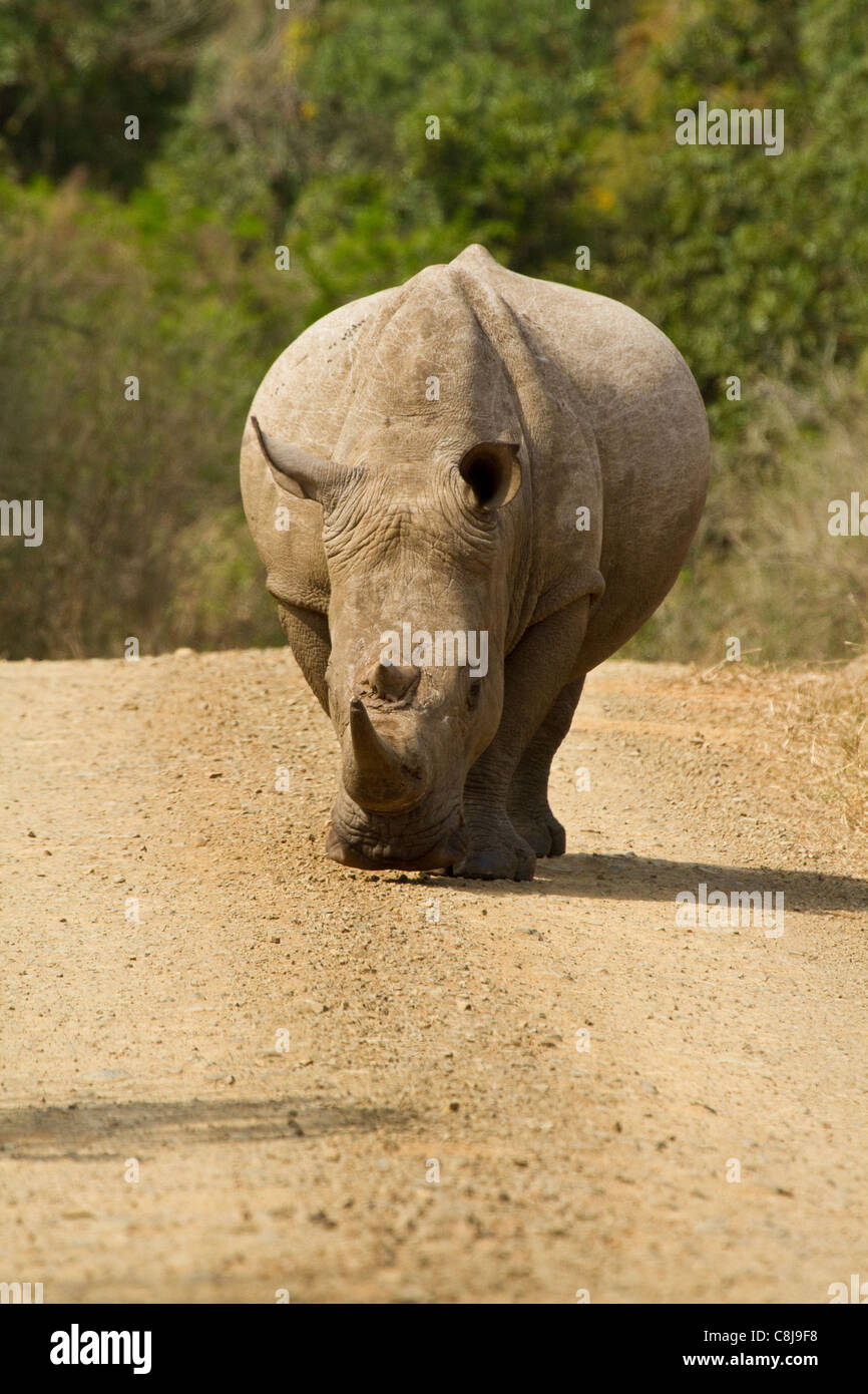 White rhinoceros walking down hi-res stock photography and images - Alamy