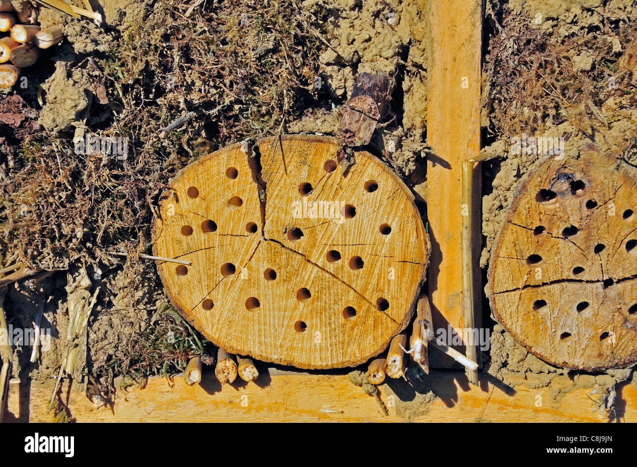 Bees, hotbed, insects, nature, nesting boxes, nesting place, site ...