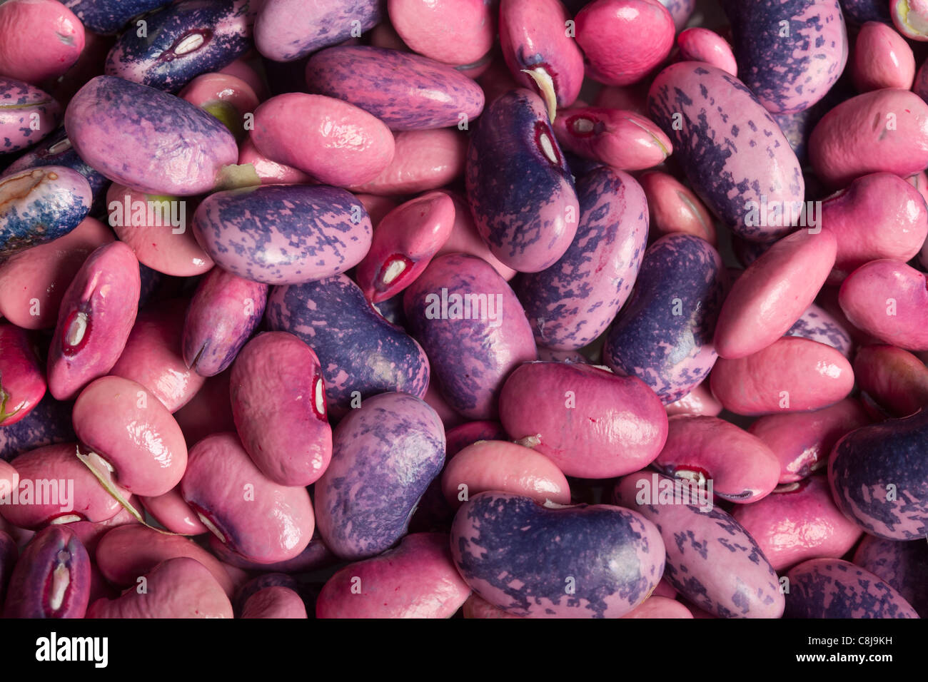 Harvest runner bean hi-res stock photography and images - Alamy