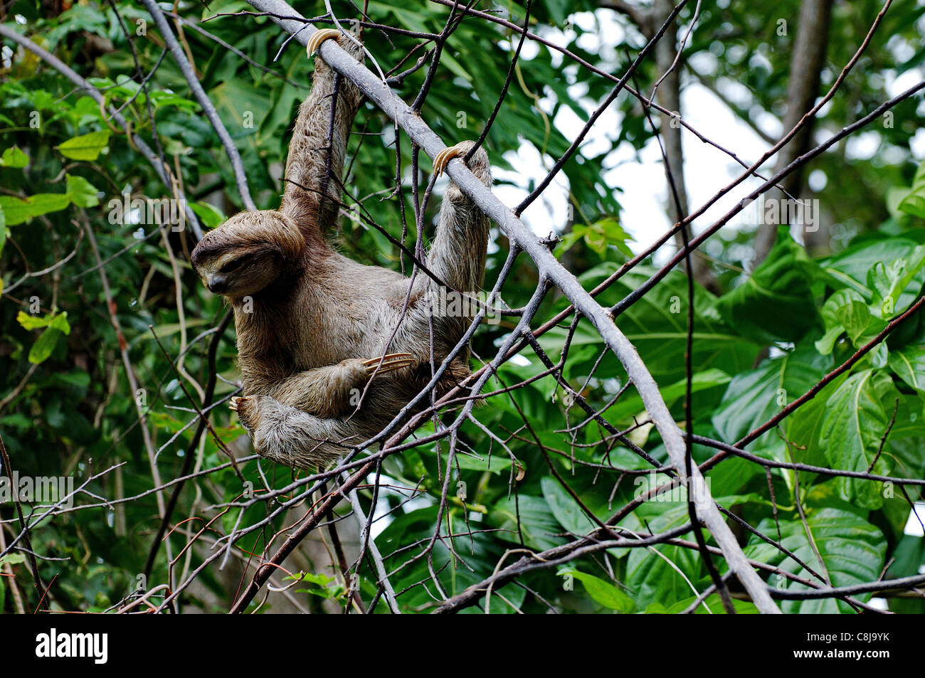 brown-throated sloth, sloth, three-toed sloth, Bradypus variegatus ...