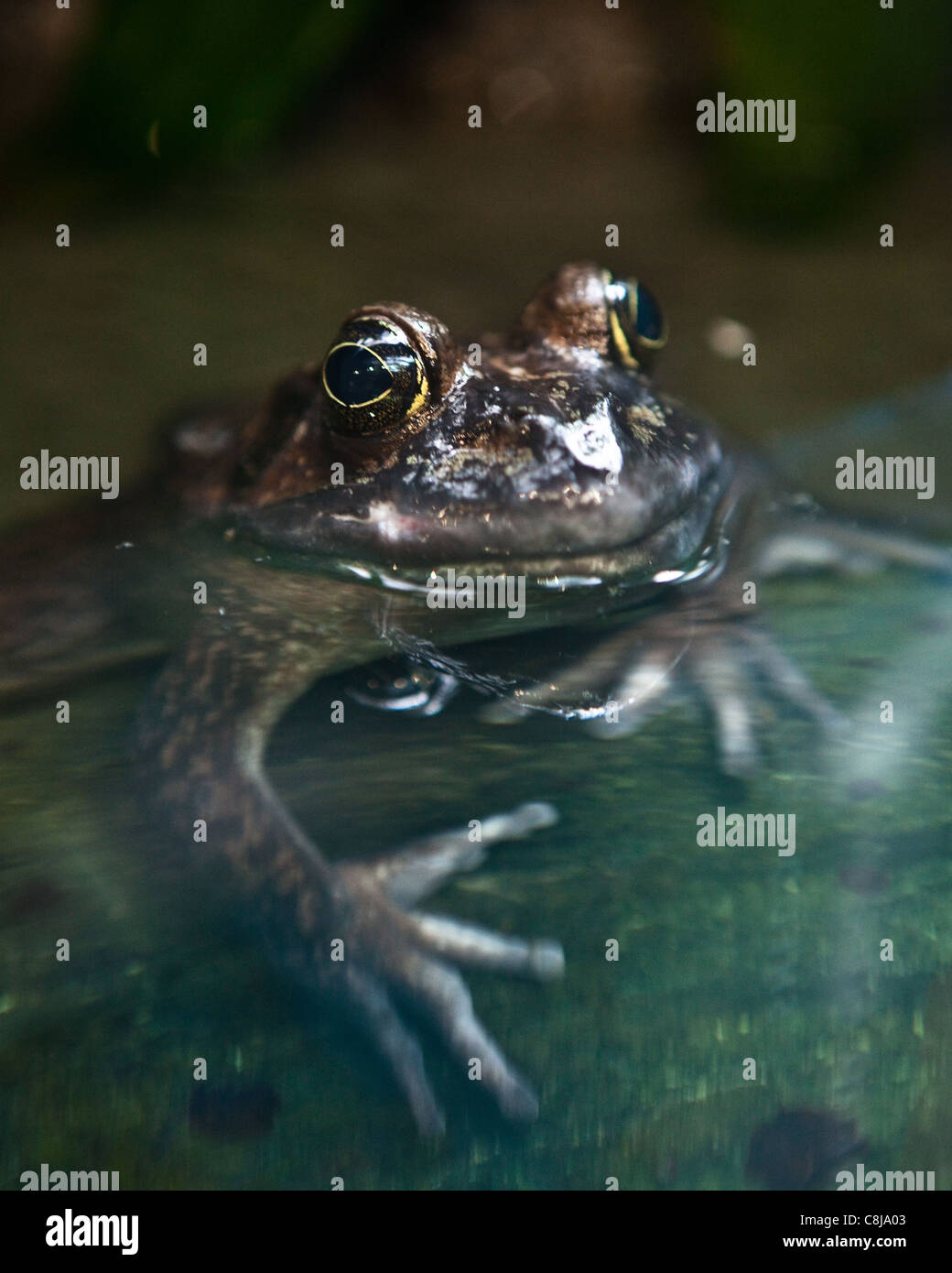 Shed aquarium hi-res stock photography and images - Alamy