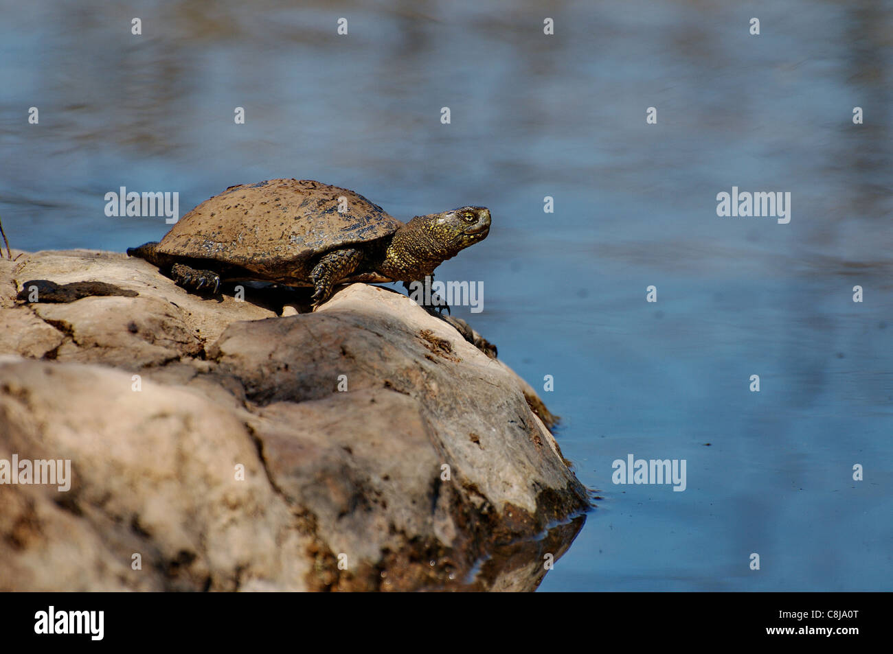 turtle, tortoise, European pond turtle, Emys orbicularis hellenica ...