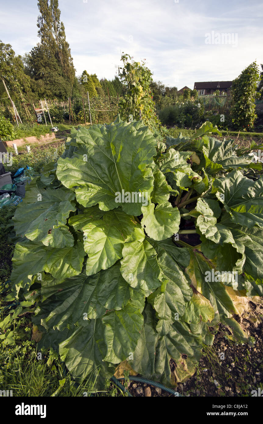 Rhubarb Leaves