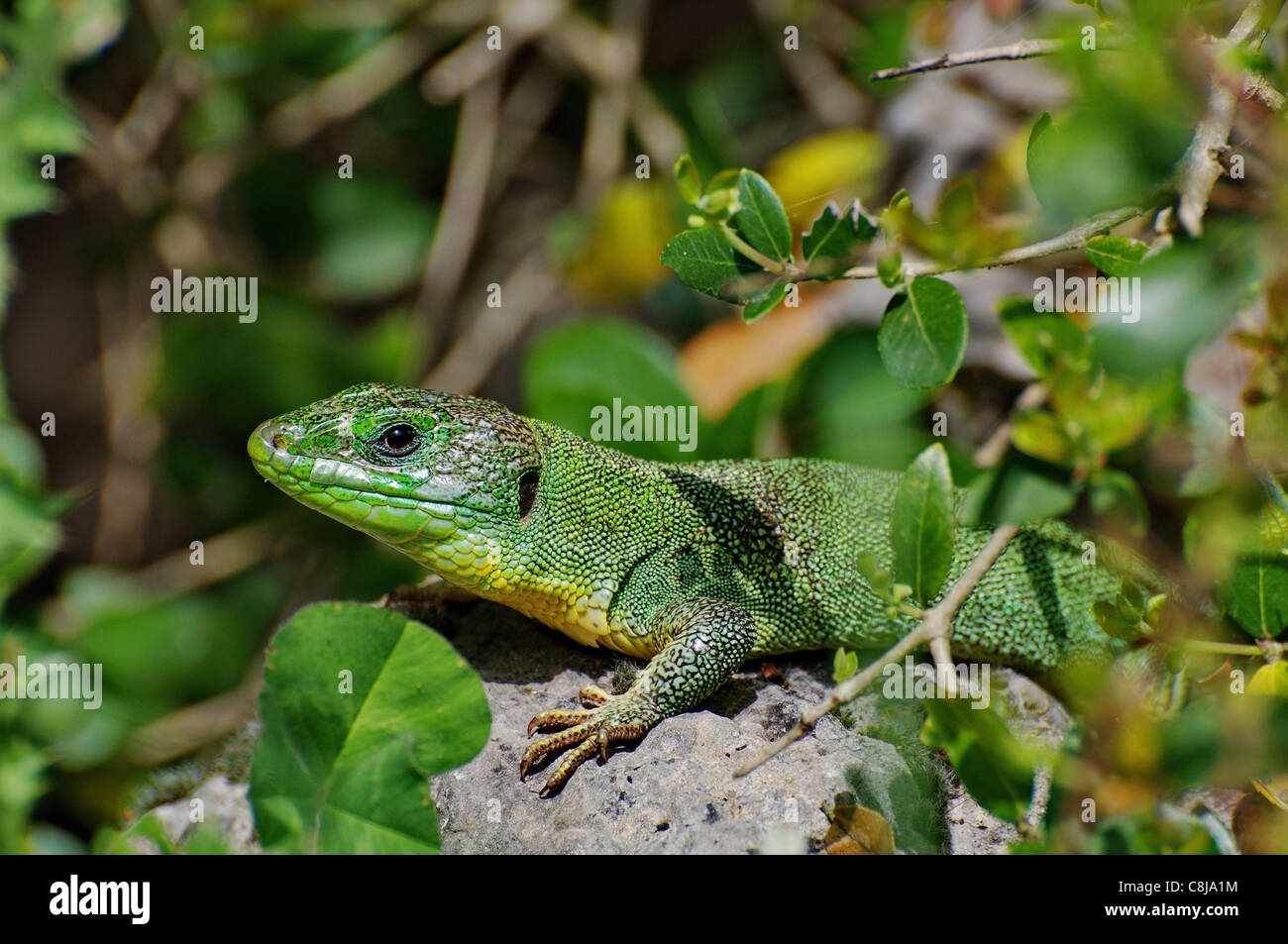 Major lizard hi-res stock photography and images - Alamy