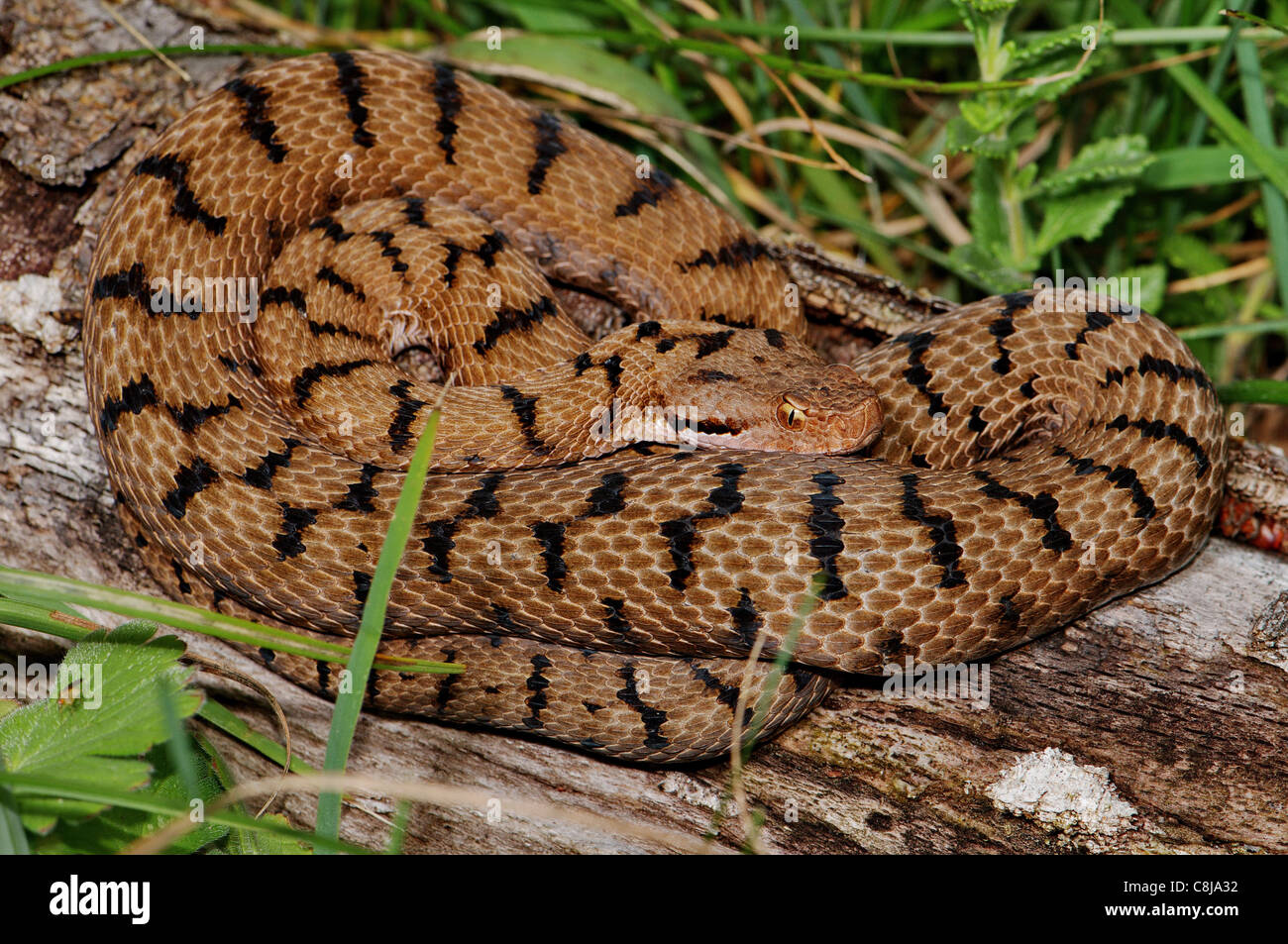 viper, vipers, adder, adders, asp viper, Vipera a. aspis, snake, snakes ...