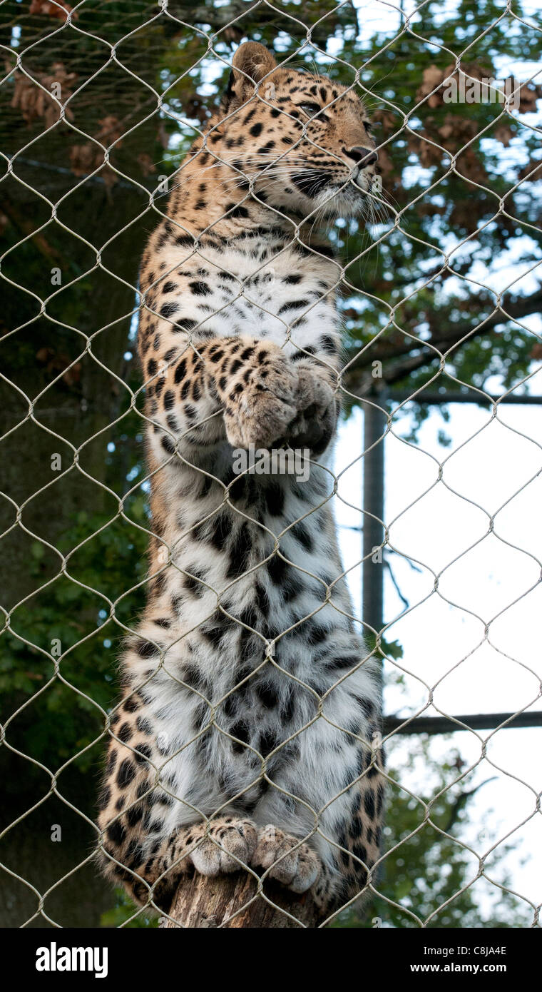 Female Amur leopard peering through fence Stock Photo - Alamy