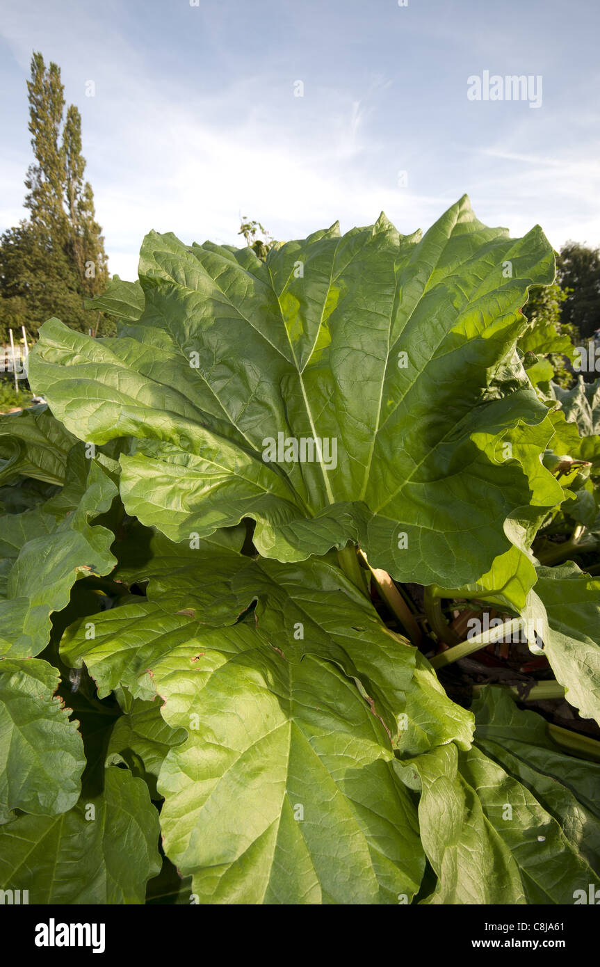 Rhubarb Leaves