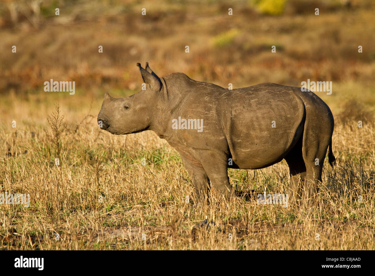 Young white rhinoceros in iSimangaliso Wetland Park Stock Photo - Alamy