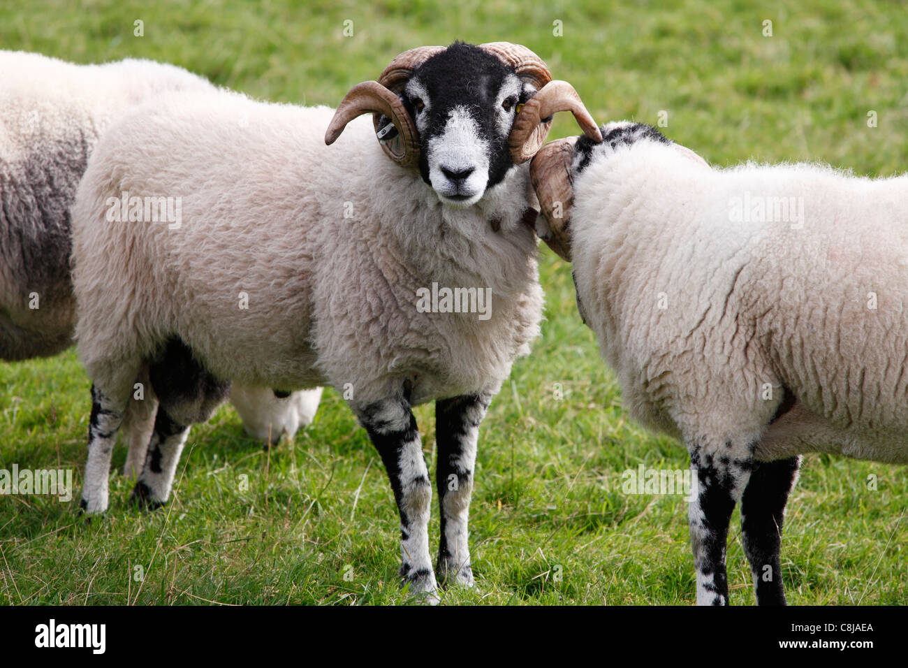 Swaledale sheep hi-res stock photography and images - Alamy
