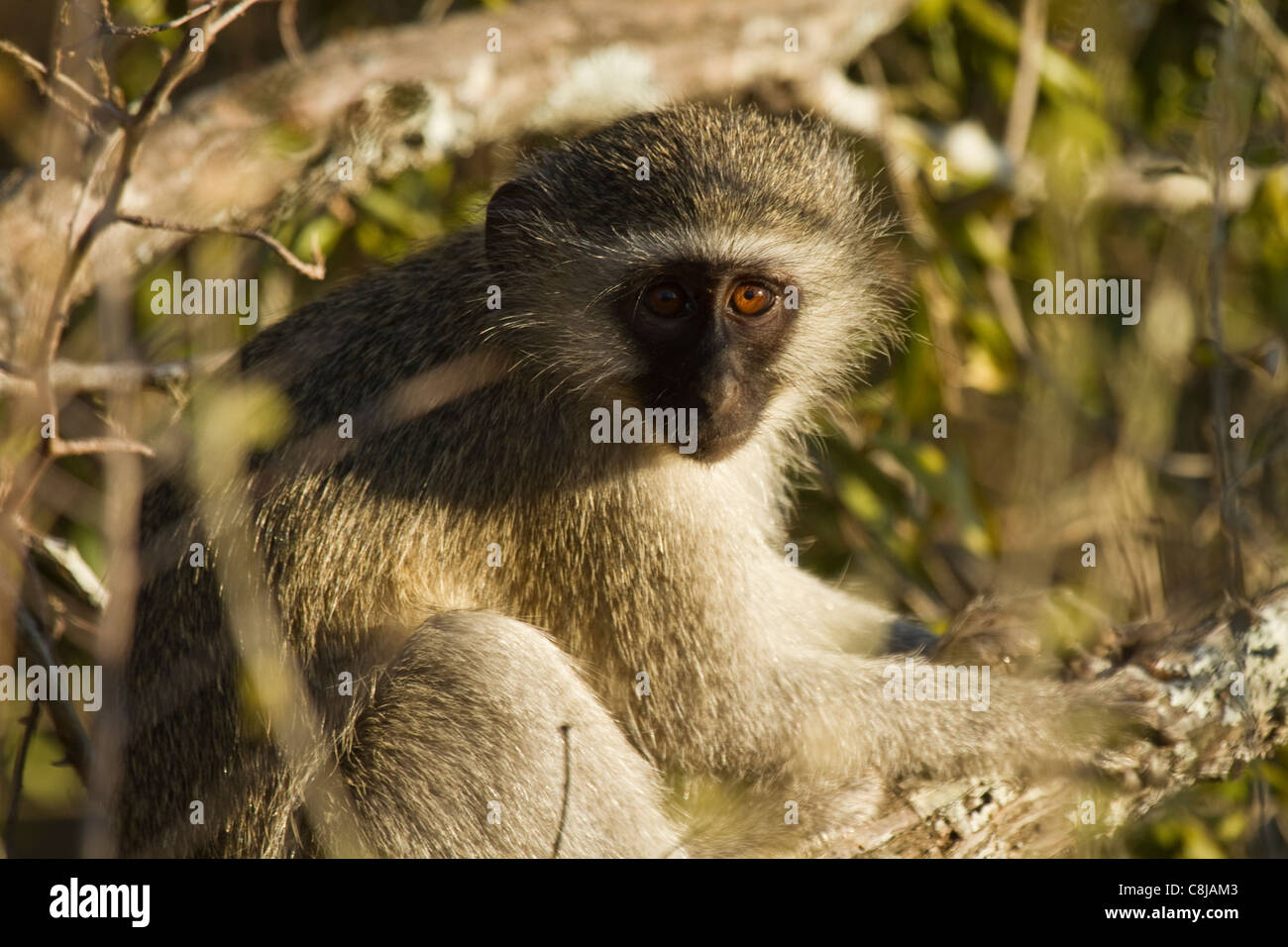 Vervet monkey in south africa Stock Photo - Alamy