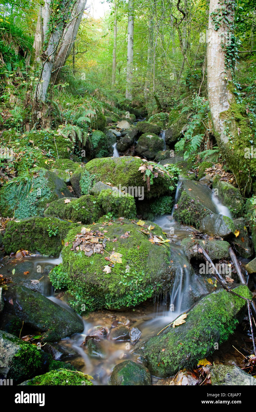 Woodland Stream near the River Allen, Northumberland Stock Photo - Alamy