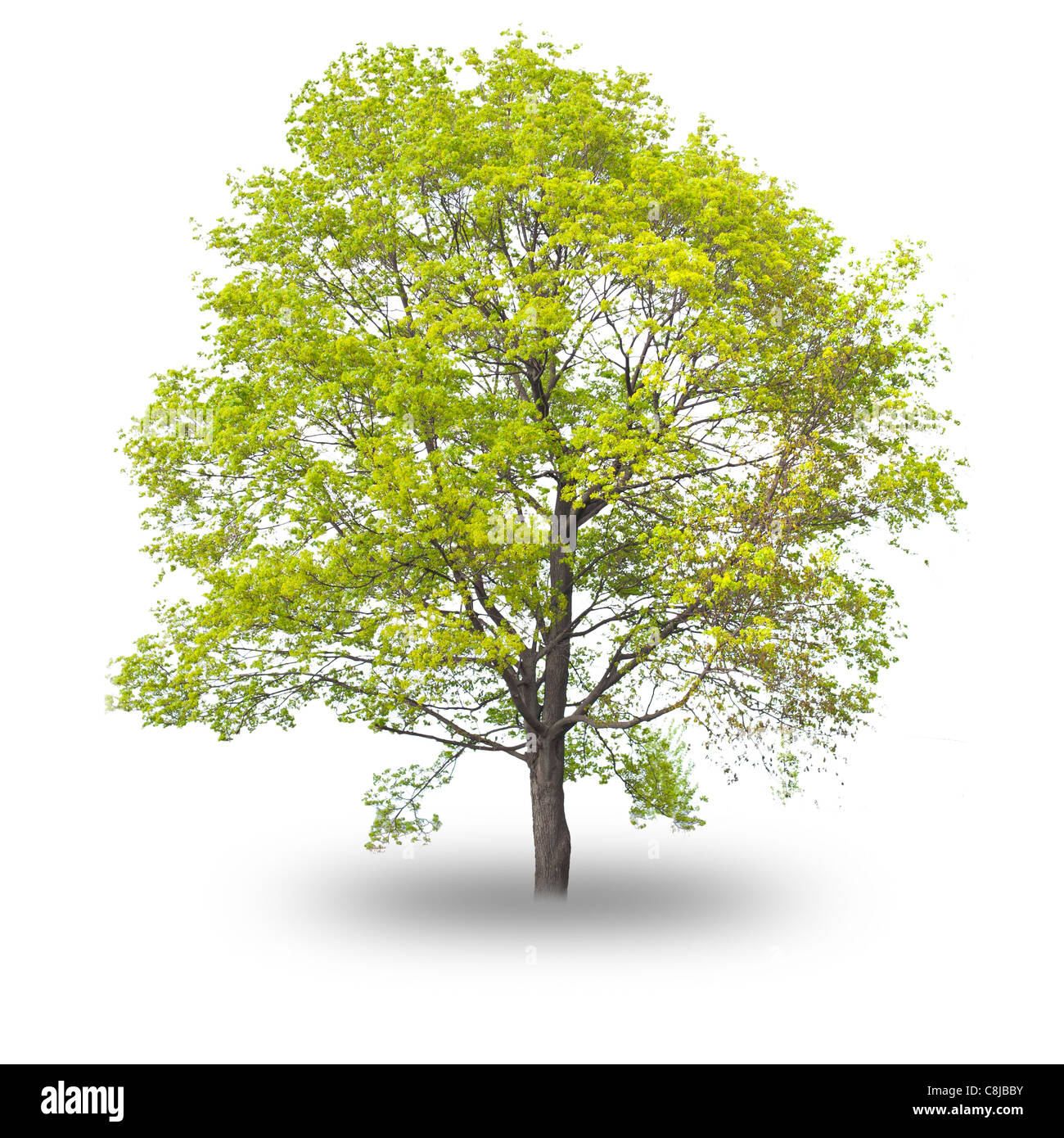 Single tree with shadow isolated on white background Stock Photo - Alamy