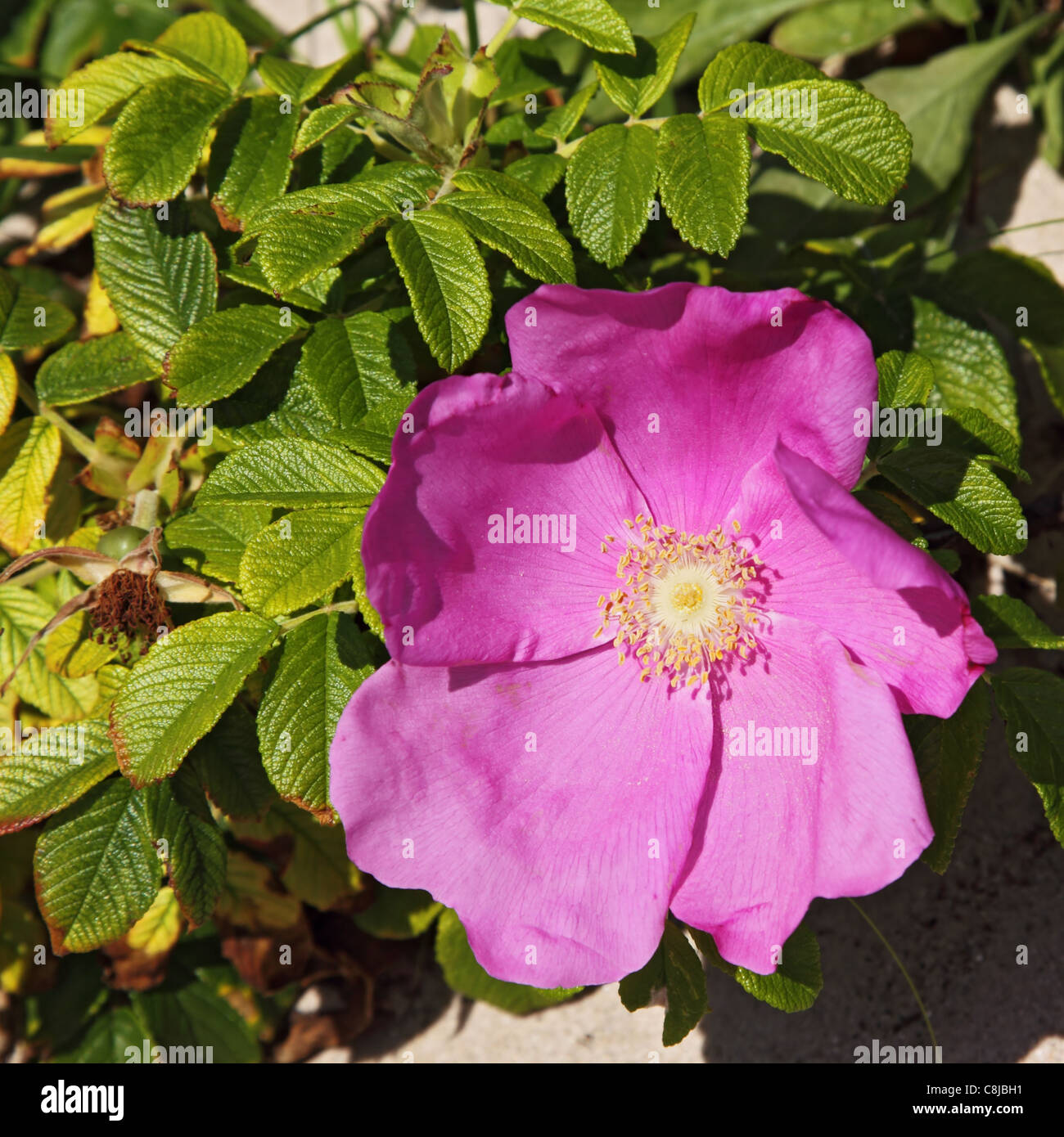 Rugosa rose hi-res stock photography and images - Alamy
