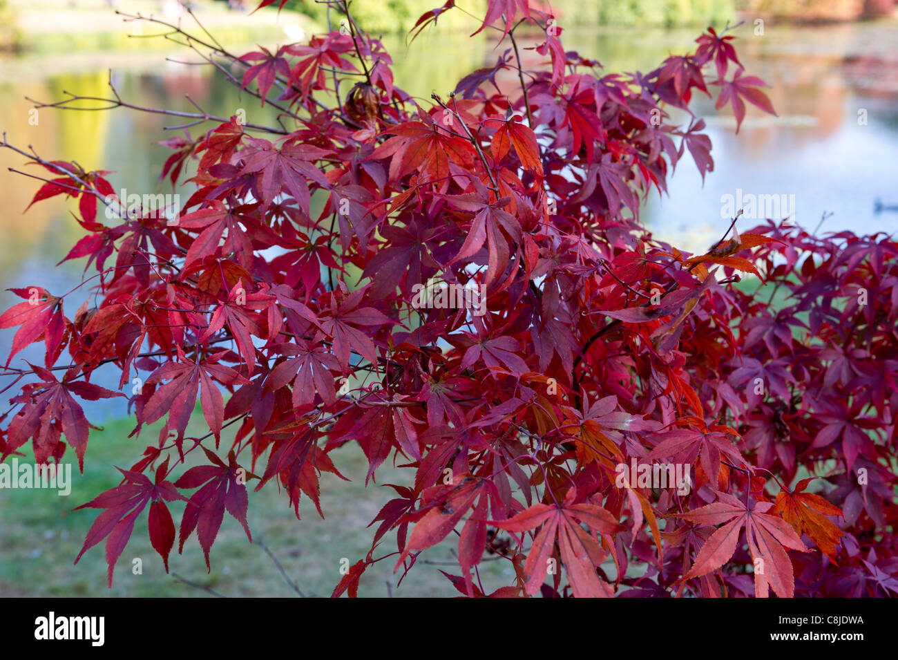 Red Japanese acer in Sheffield Park in autumn Stock Photo - Alamy