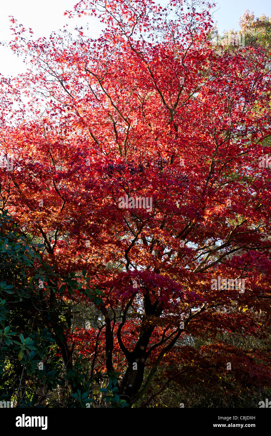 Japanese maple park hi-res stock photography and images - Alamy