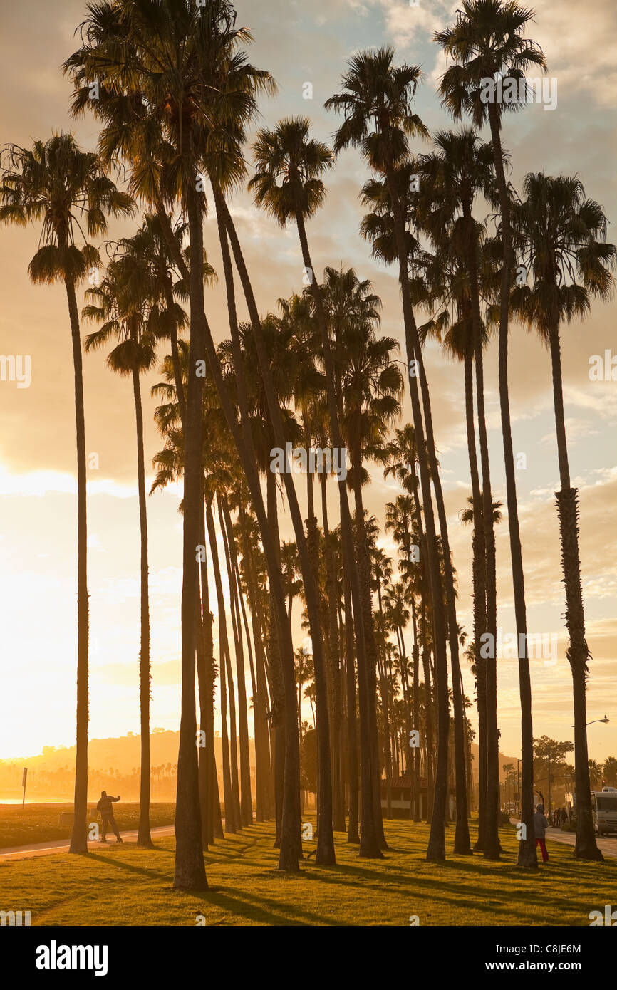 palm trees along Cabrillo Boulevard at sunset, Santa Barbara ...