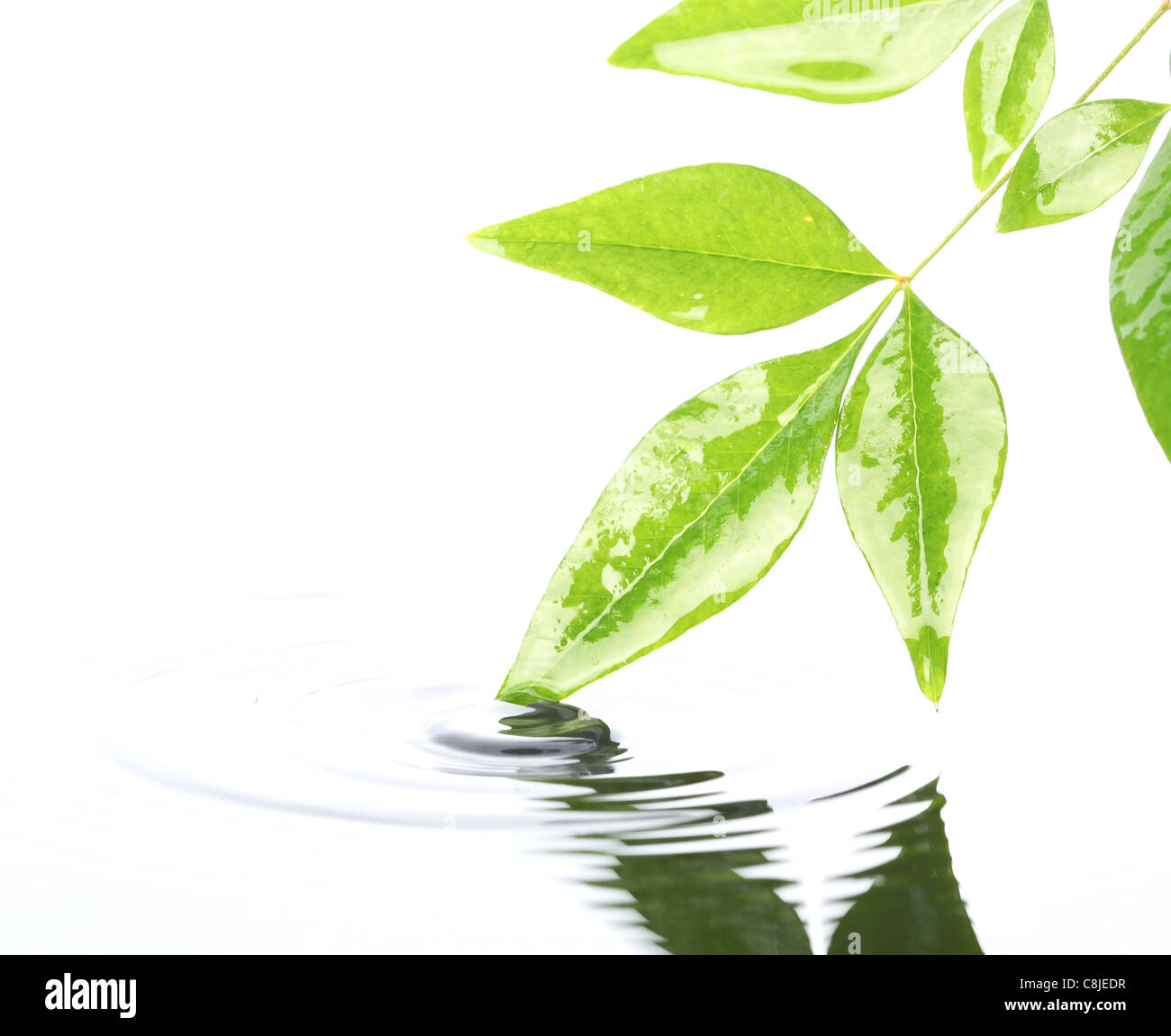 Leaves in water Stock Photo - Alamy