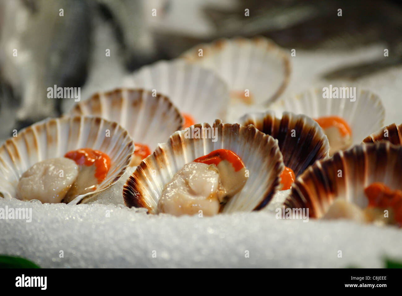 Shell fish scallops on ice, Venice Italy Stock Photo - Alamy