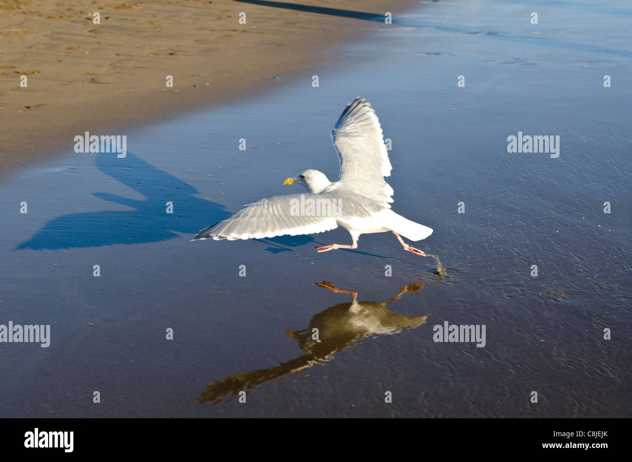 A seagull working on its take off on Stinson Beach, California Stock ...