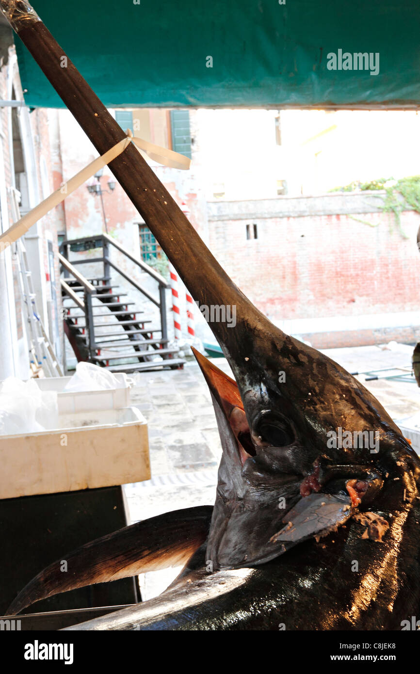 Sword fish hi-res stock photography and images - Alamy