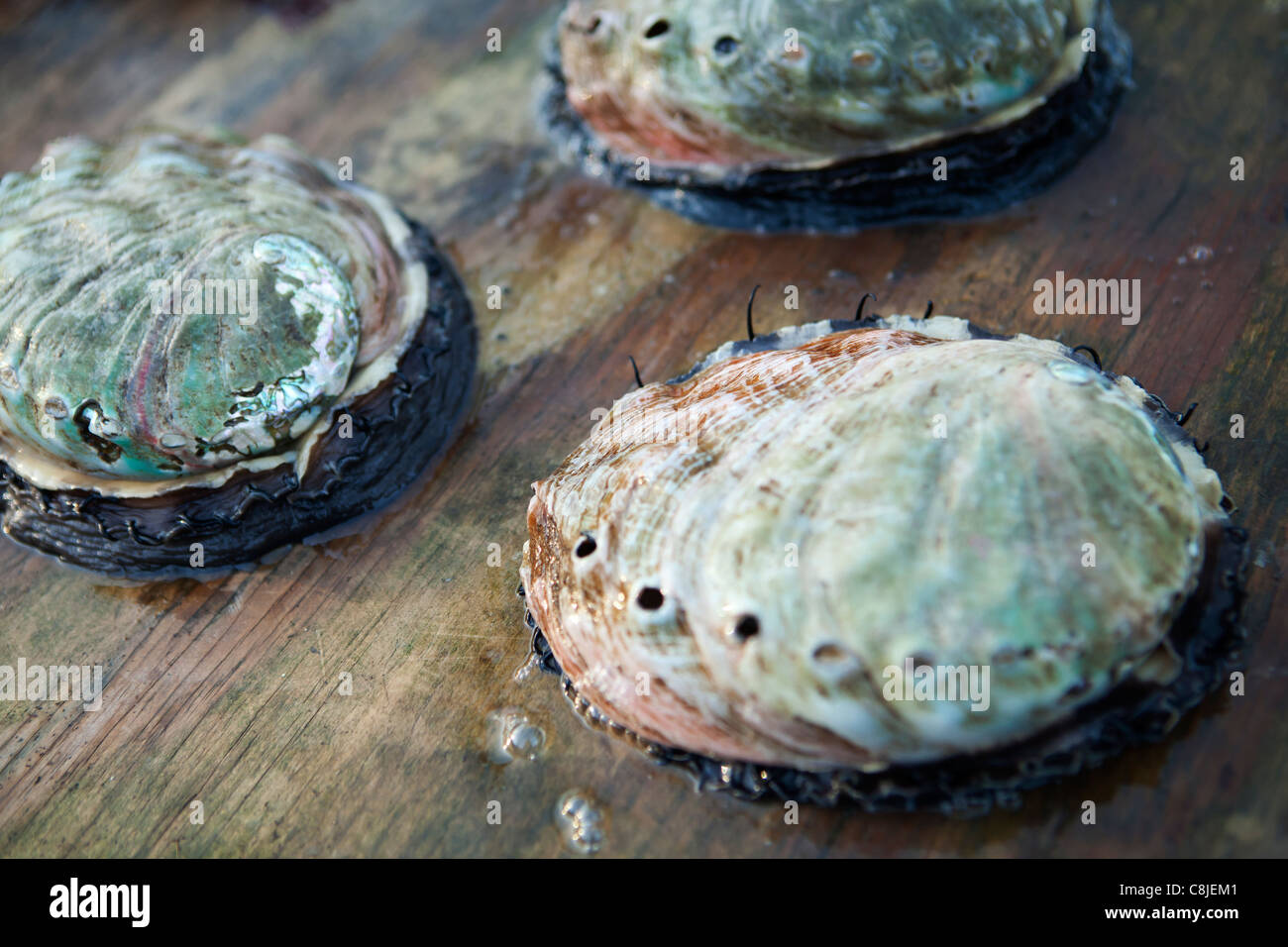 Live abalone hi-res stock photography and images - Alamy