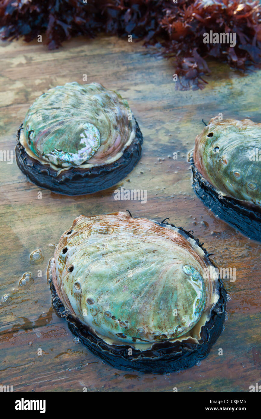mature abalone, Cultured Abalone, Goleta, California Stock Photo - Alamy