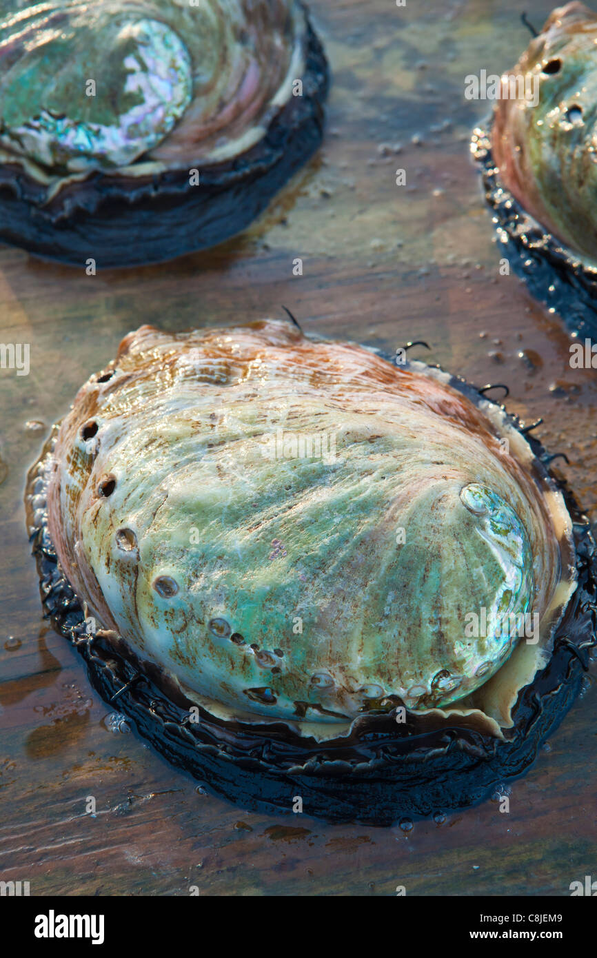 mature abalone, Cultured Abalone, Goleta, California Stock Photo - Alamy