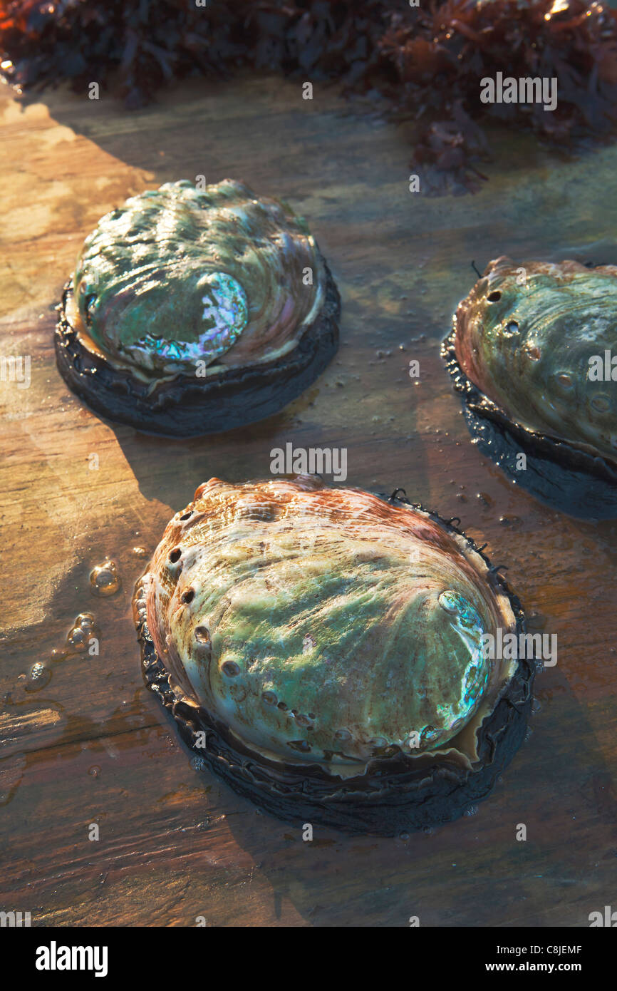 Live abalone hi-res stock photography and images - Alamy