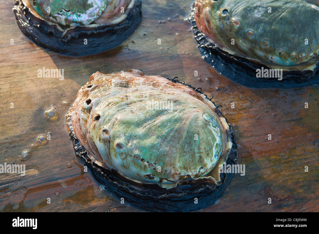 Live abalone hi-res stock photography and images - Alamy